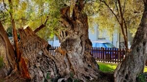 Discover the Ancient Olive Trees of Greece: Living Testaments to Rich ...