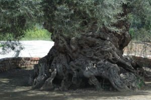 Discover the Ancient Olive Trees of Greece: Living Testaments to Rich ...